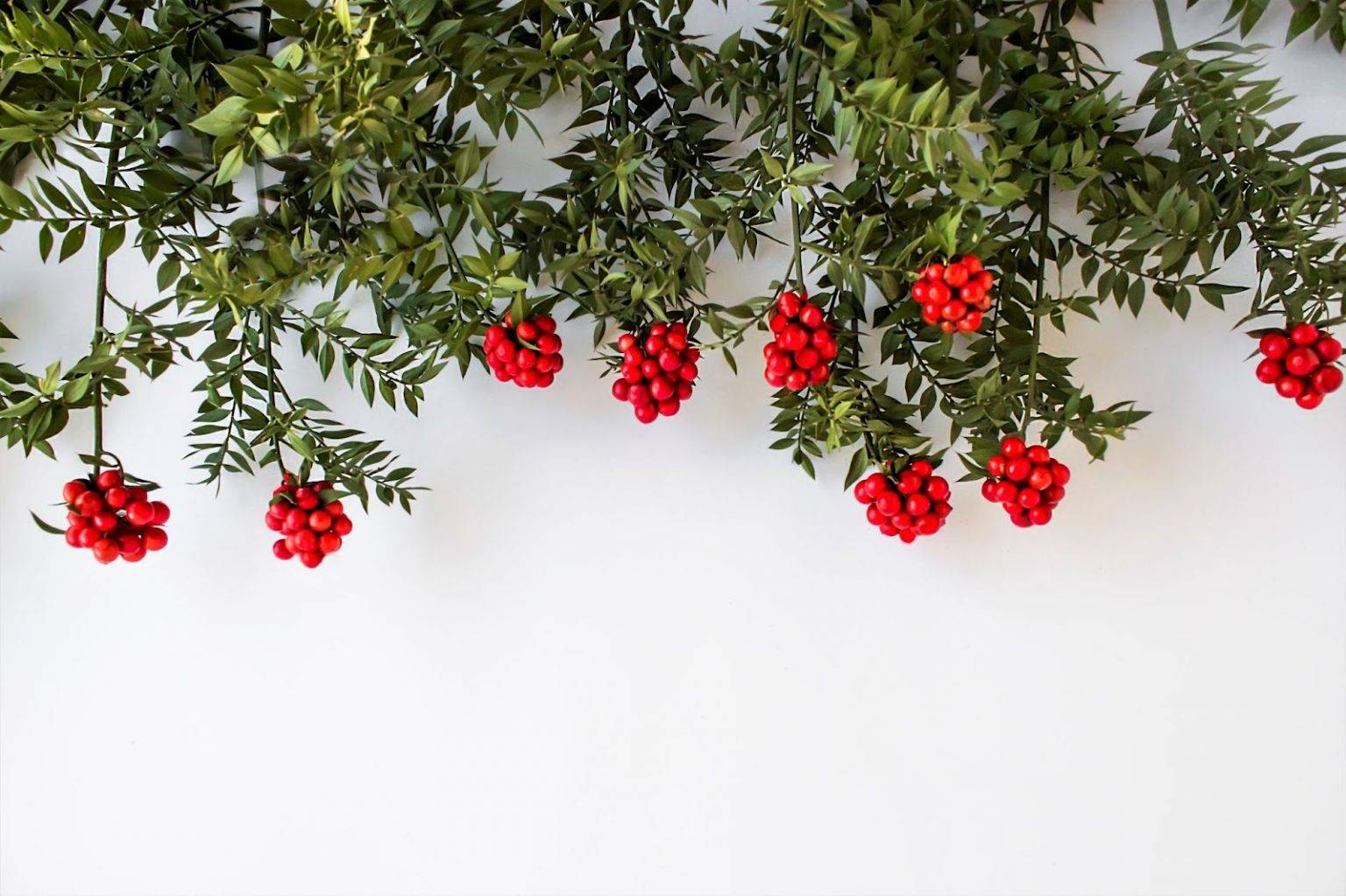 Benjamin Çiçeği Bakımı: Pratik Öneriler