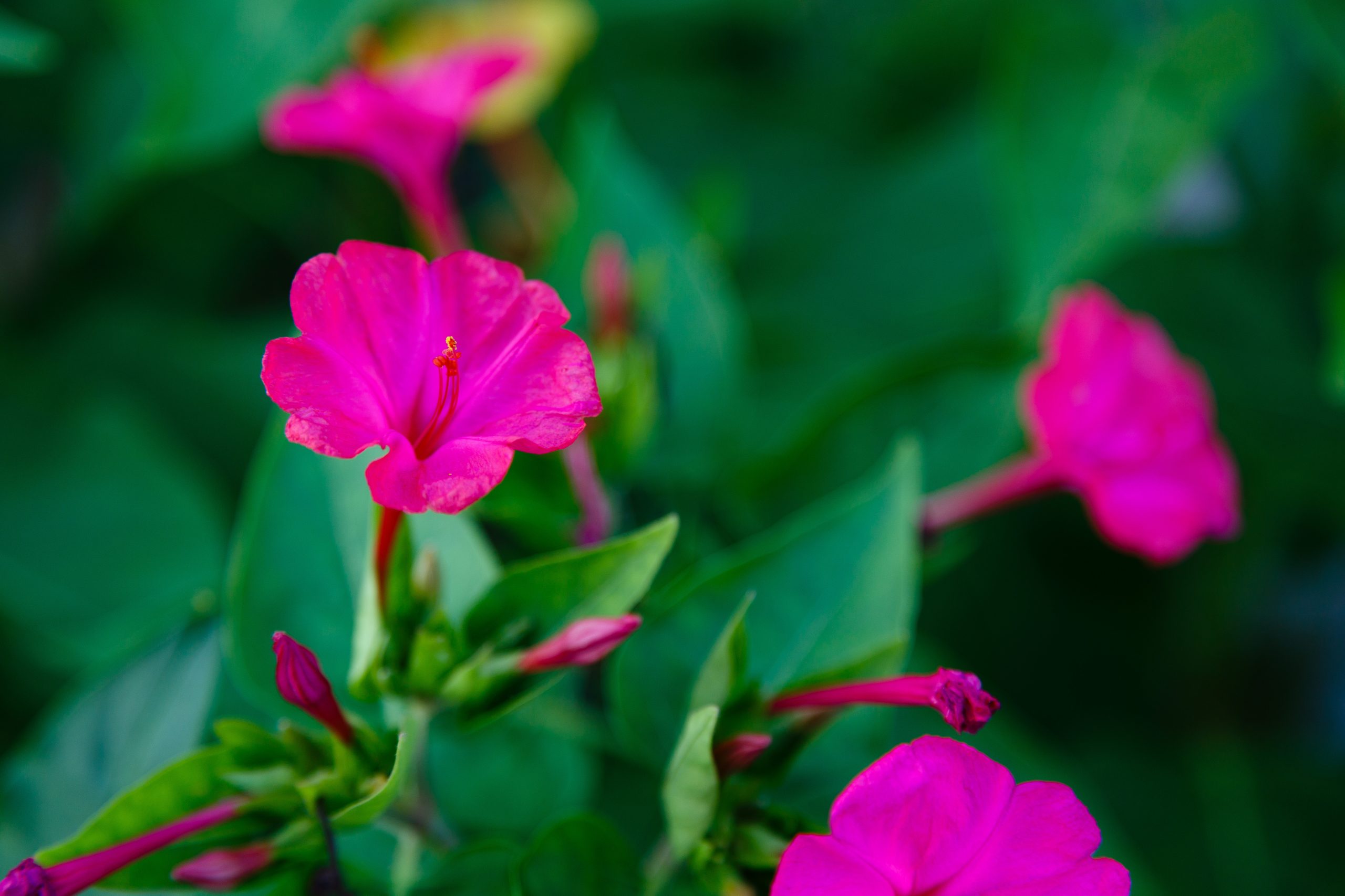 Akşam Sefası Bakımı: Gece Gelen Güzellik