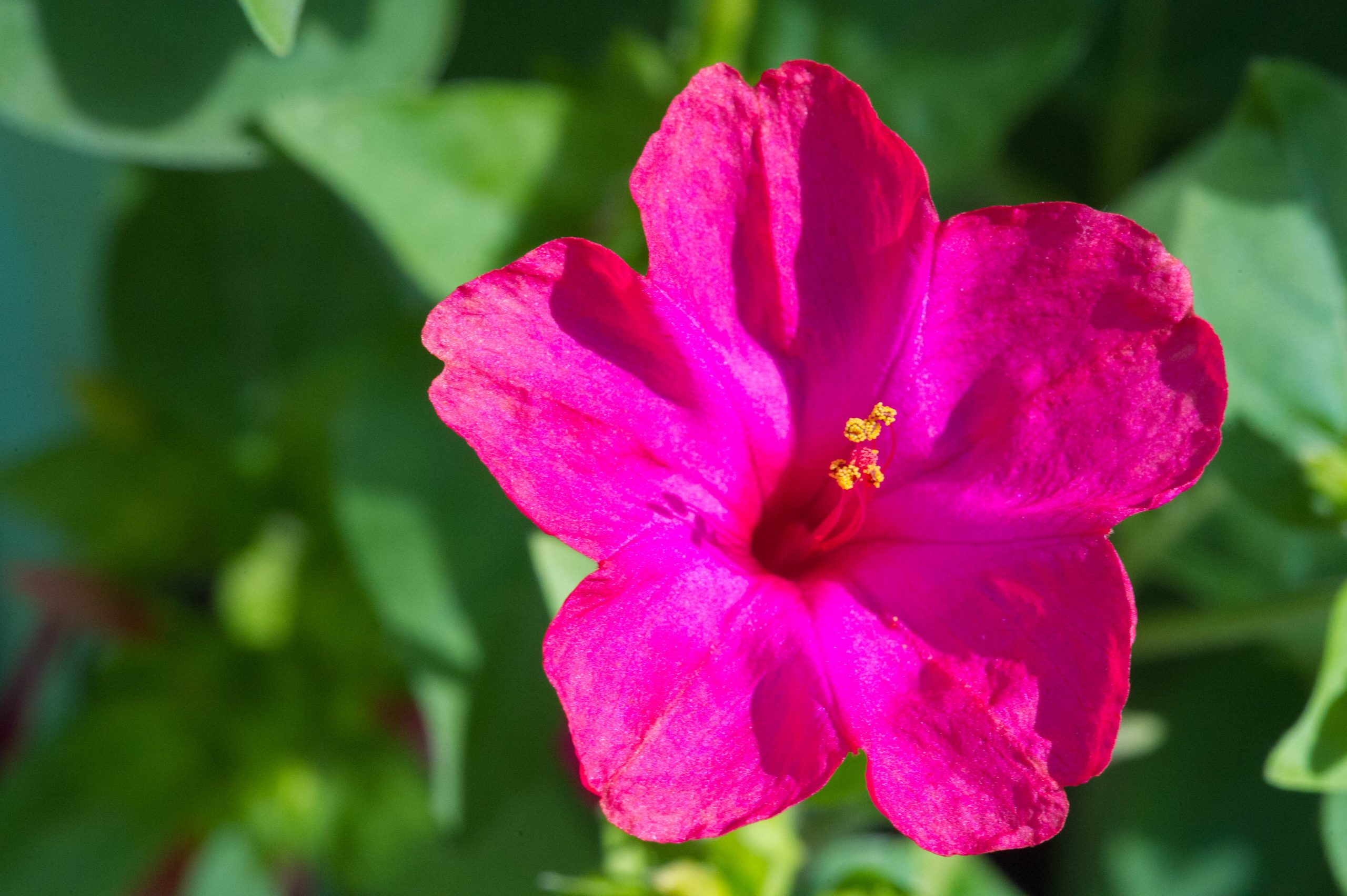 Akşam Sefası Saksı Değişimi Nasıl Yapılır?