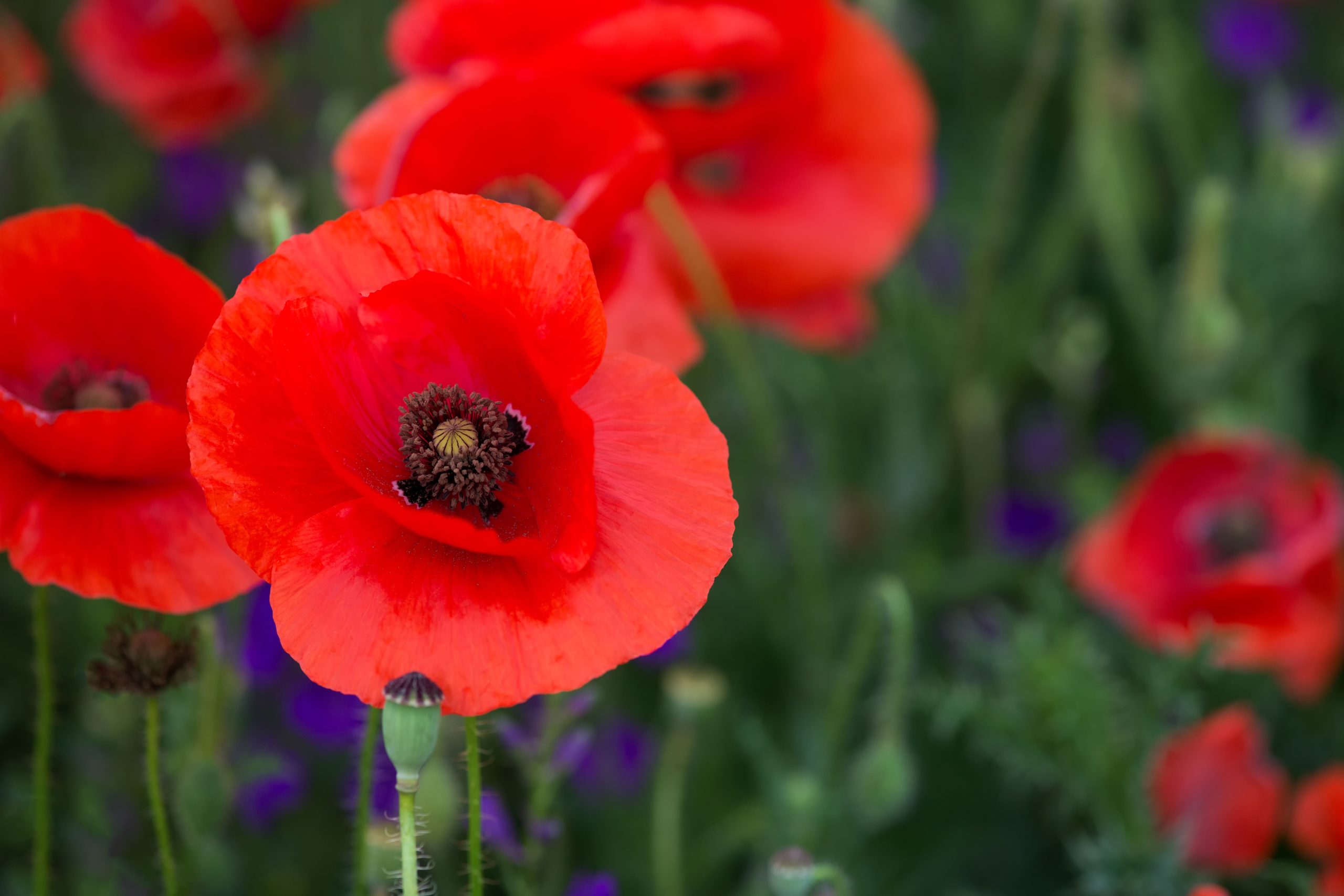 Gelincik Çiçeği Çoğaltma: Güzelliğe Yer Açın