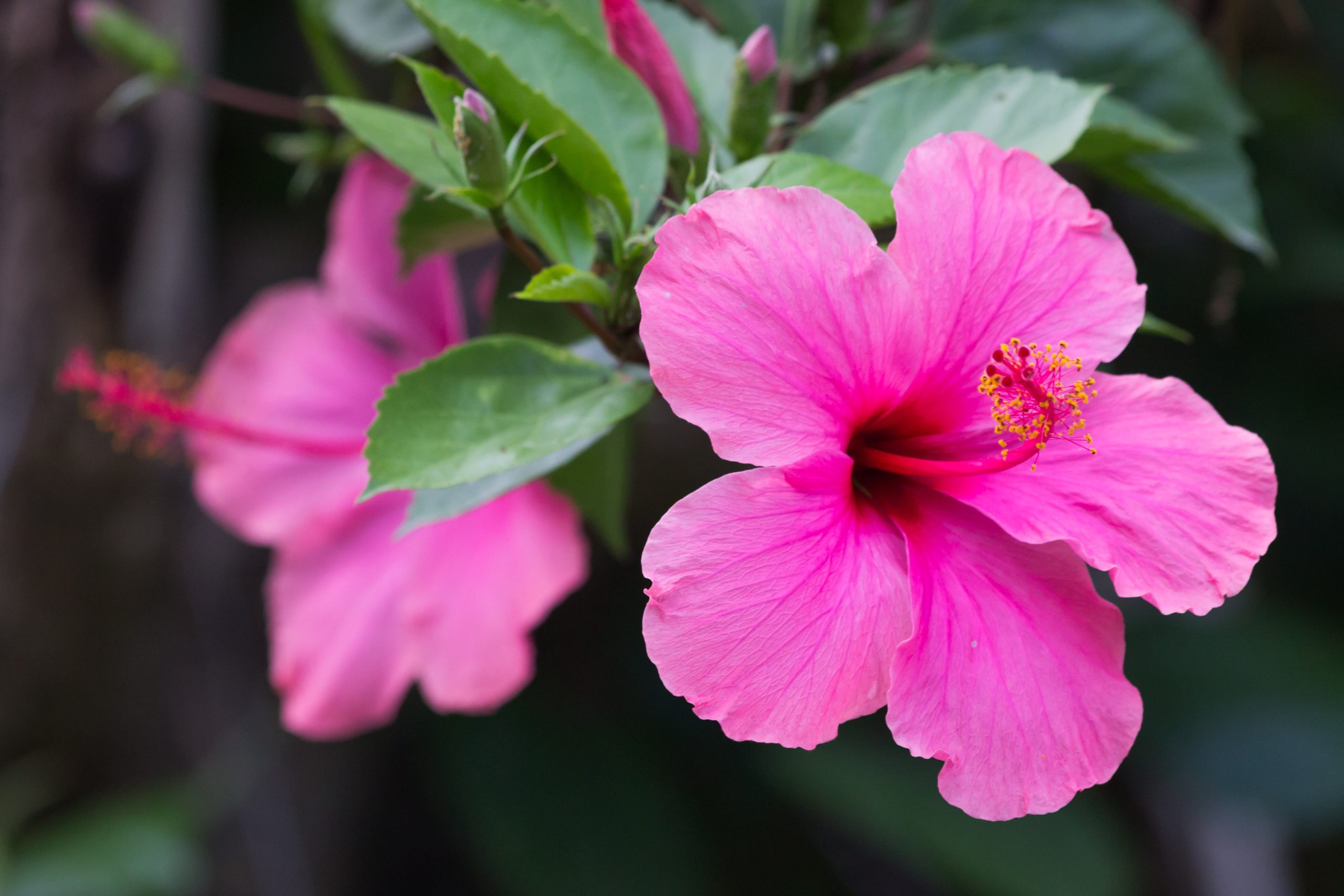 Tüm Adımlarıyla Japon Gülü Çoğaltma