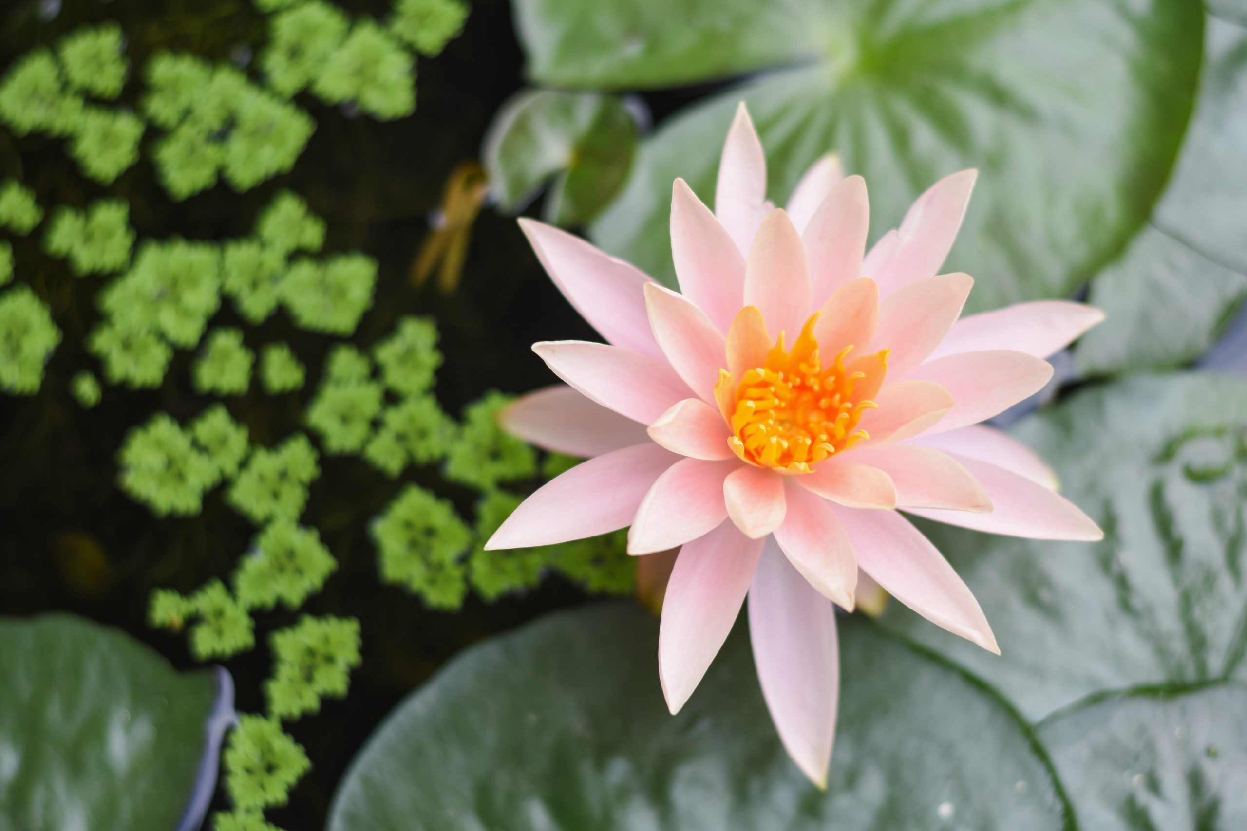Adım Adım Rehber Anlatım: Nilüfer Çiçeği Bakımı