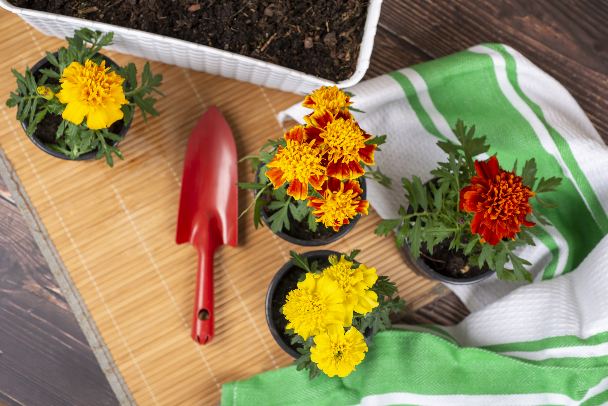 Kadife Çiçeği Bakımı Nasıl Yapılır?