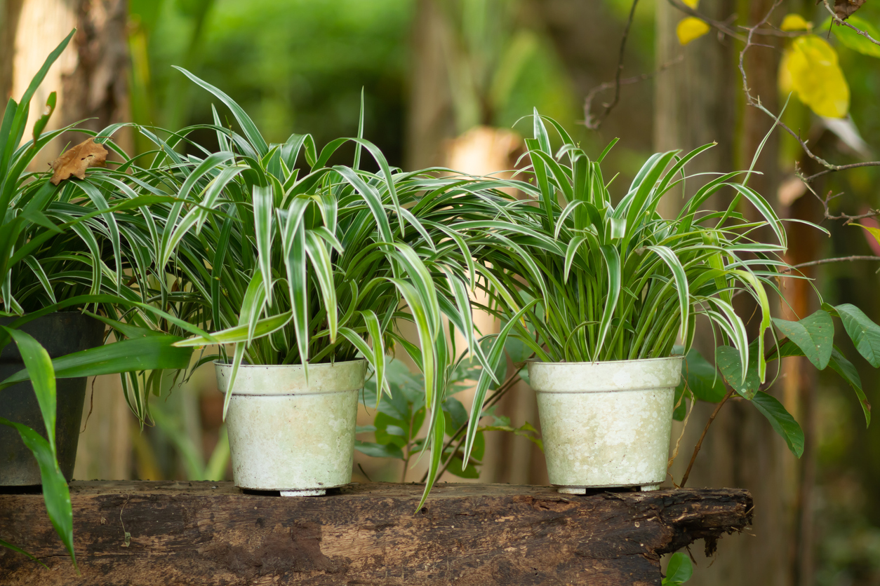 Kurdele Çiçeği Saksı Değişimi: Ne Zaman ve Nasıl Yapılmalı?