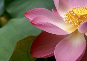 Lotus Çiçeği Hikayesi