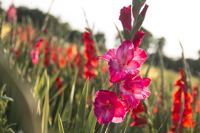 Glayöl Çiçeği Bakım Rehberi