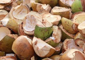 Kokopit (Cocopeat) Nedir ve Nasıl Kullanılır?