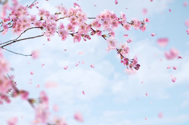 Sakura Çiçeği Nedir, Bakımı Nasıl Yapılır?